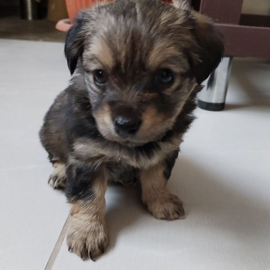 Мини девочка