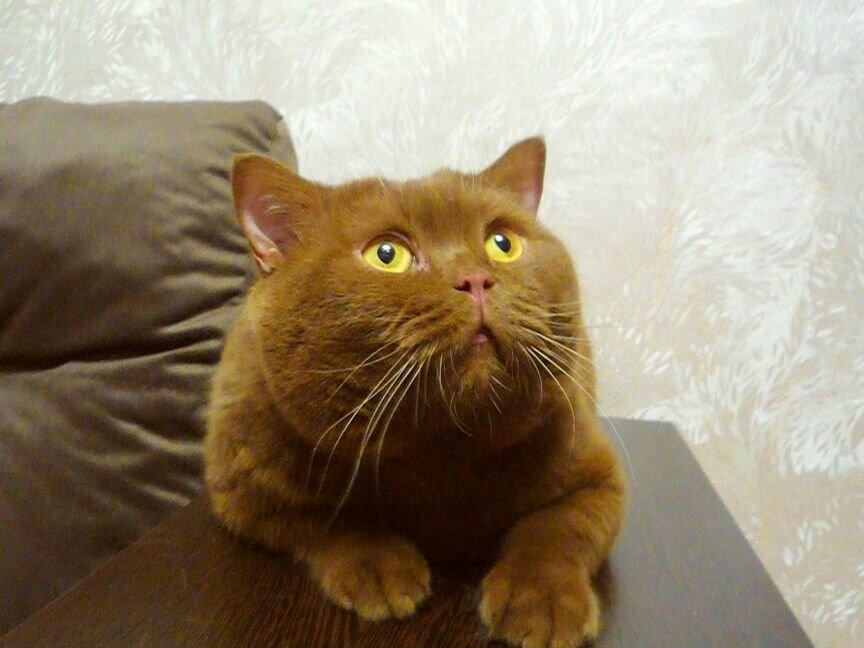 Британцы