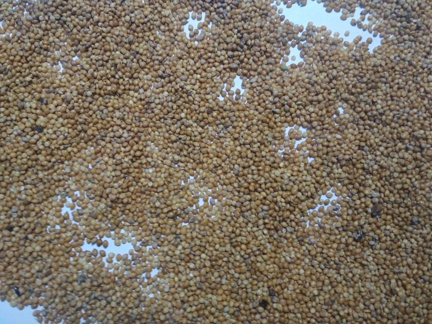 Пайза, чумиза могар