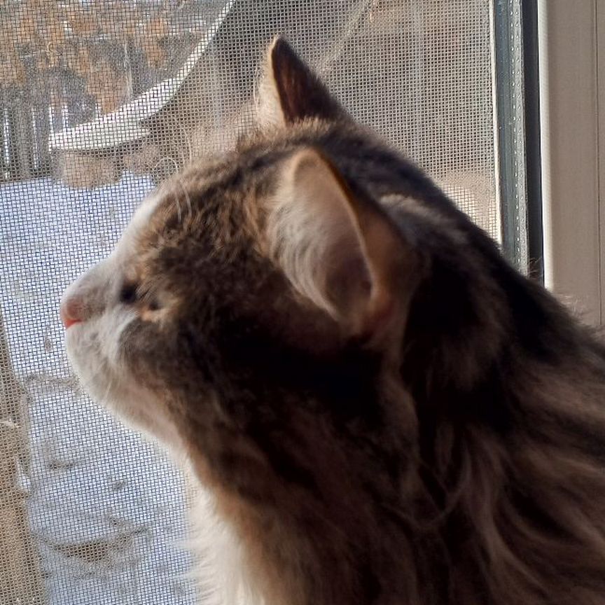 Кот домашний