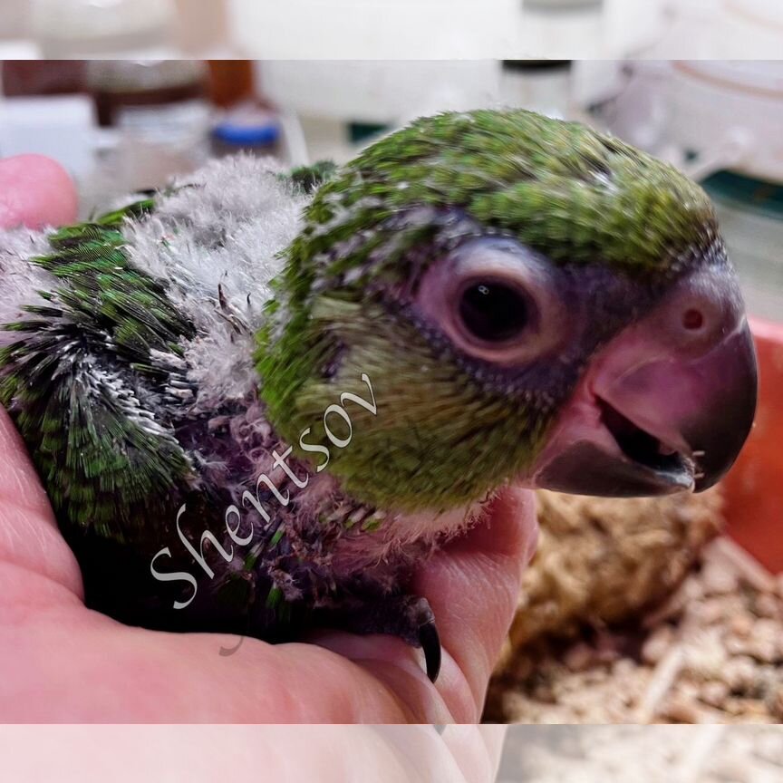 Птенец конголезского попугая