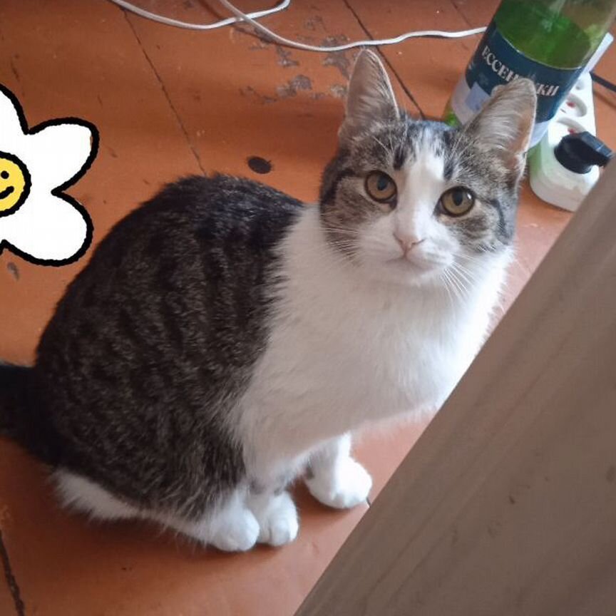 Взрослая, Девочка кошка в добрые руки