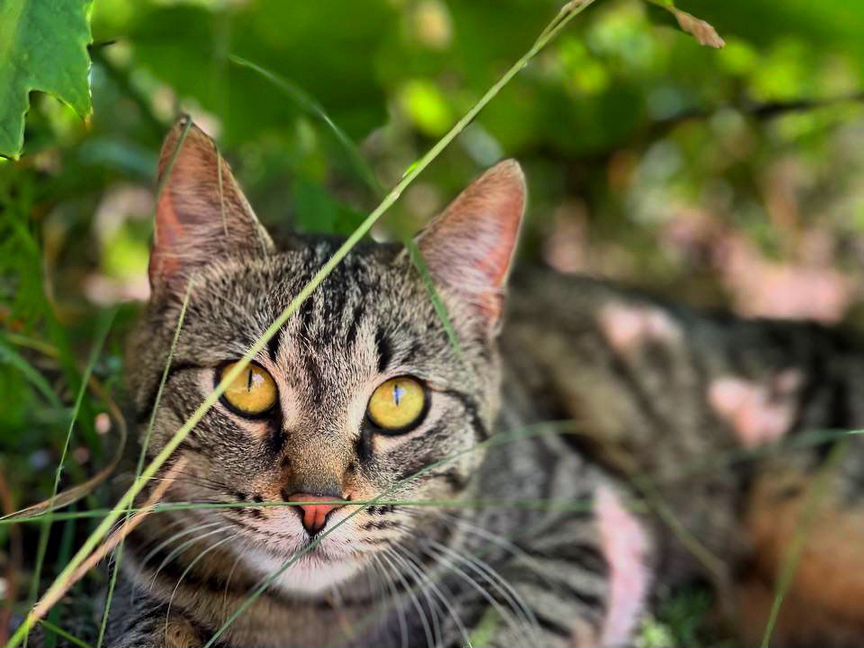 Котенок подросток