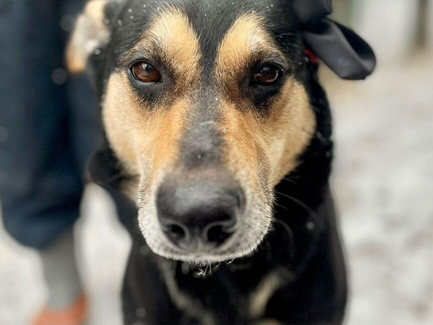 Красавица Мэй в добрые руки