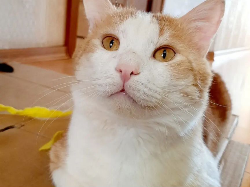 Рыжий кот Эмиль в добрые руки