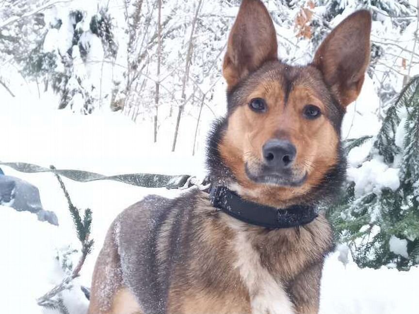 Собака девочка годик хочет домой