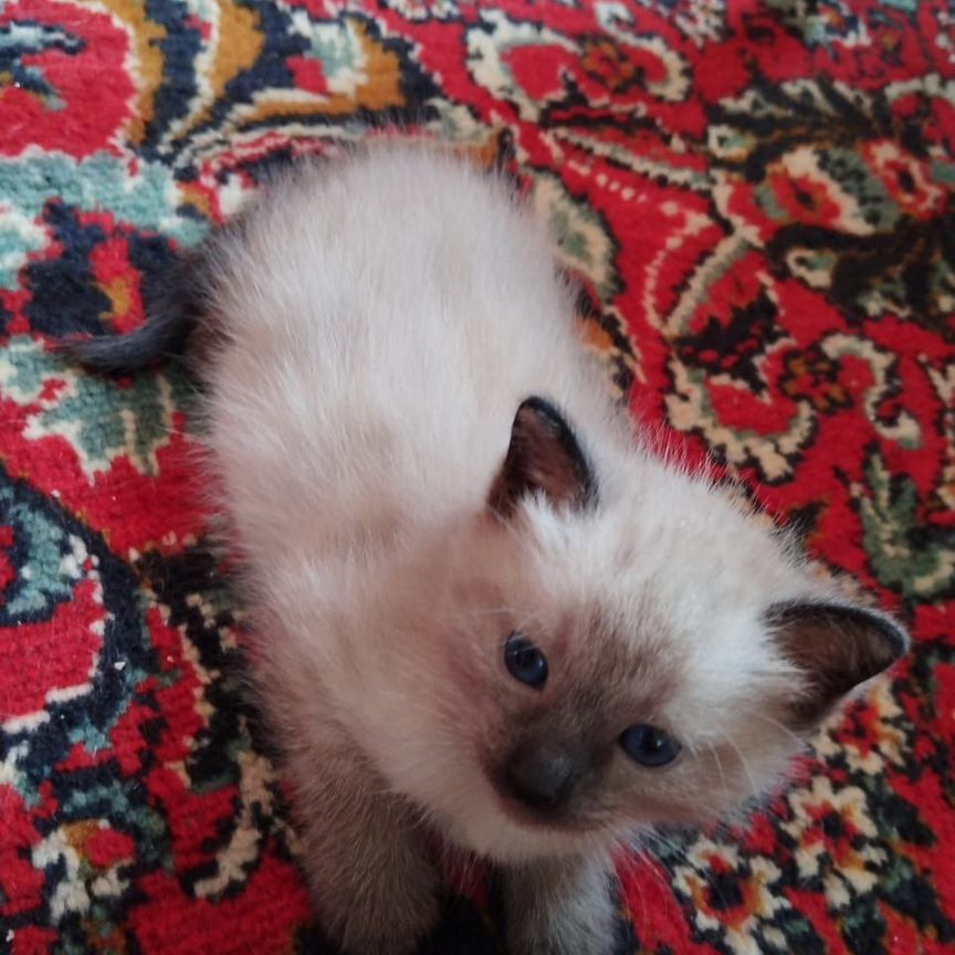 Котенок мальчик бесплатно