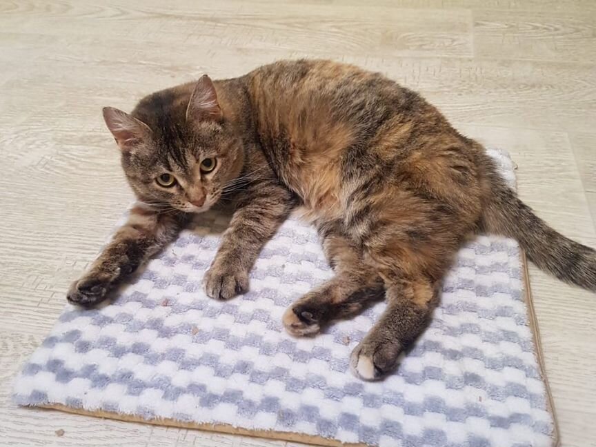 Отдадим кошечку