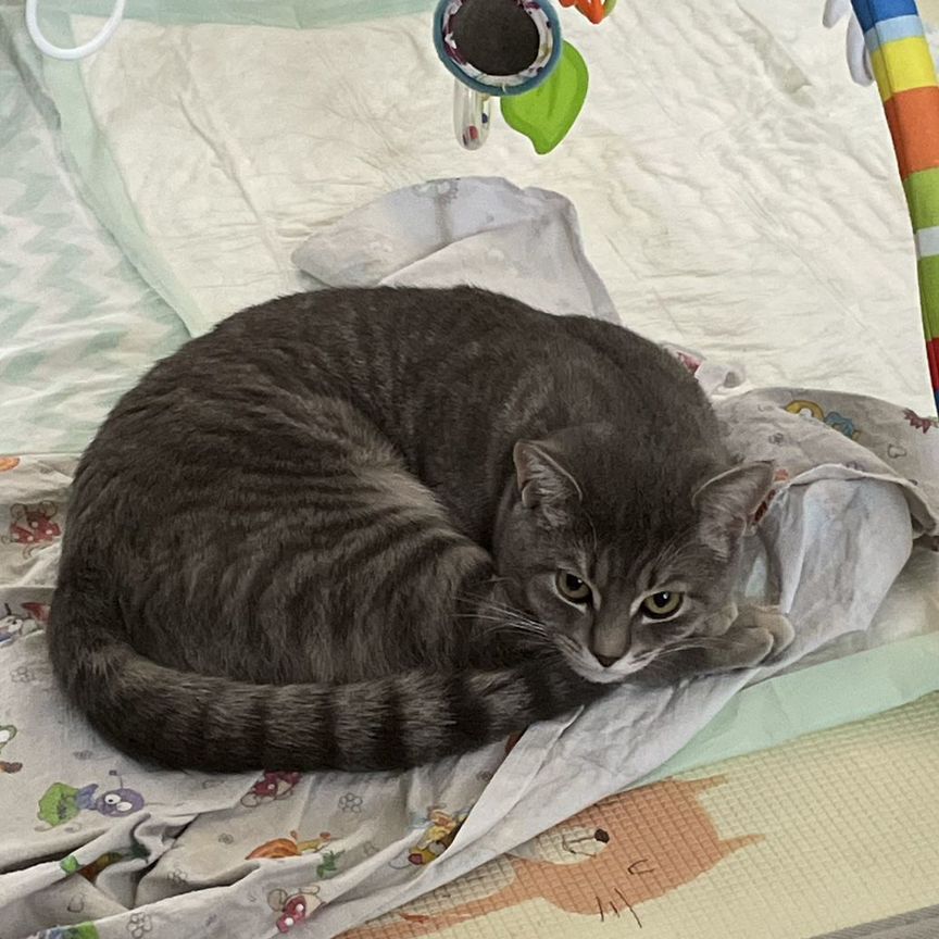 Взрослый кот в добрые руки