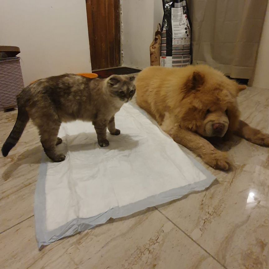 Пеленки для животных -5 кг