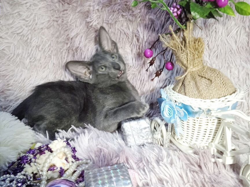 Голубая красотка