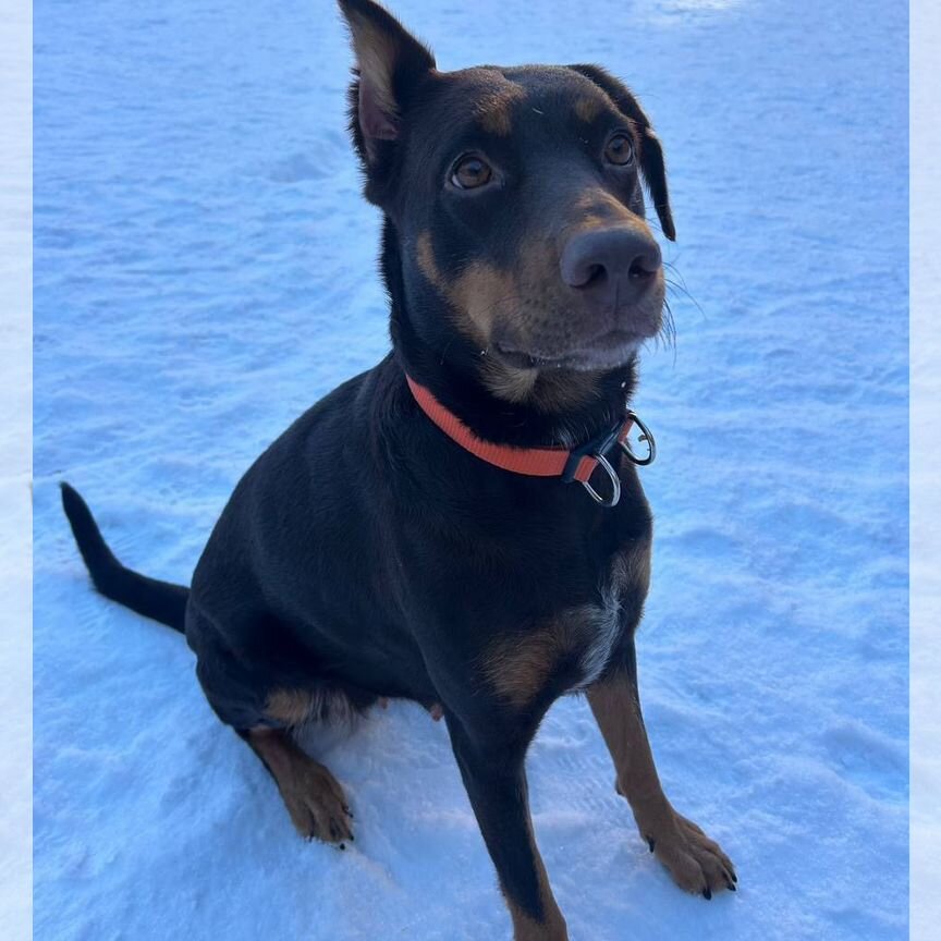 Доберман, взрослая собака