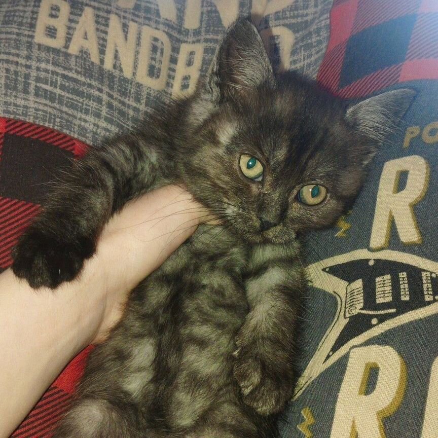 Котенок девочка
