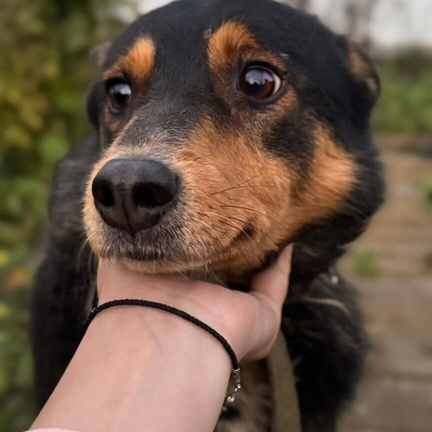 Взрослая собака в добрые руки