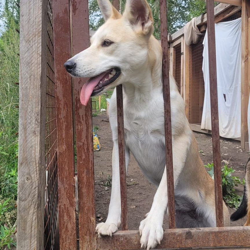 Собака в добрые руки отдам бесплатно
