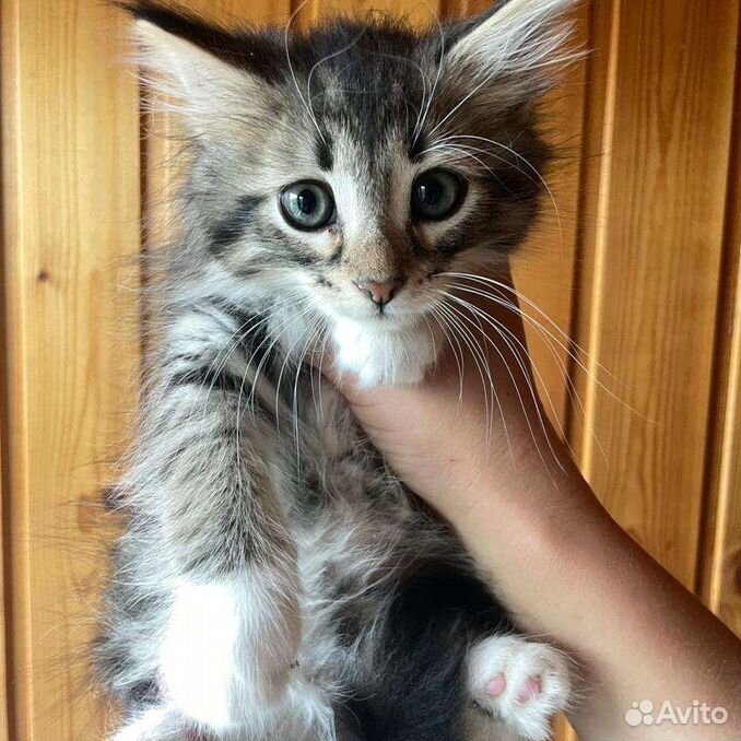 Маленькие здоровые котята ищут дом