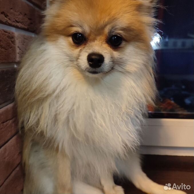 Померанский шпиц вязка кобель