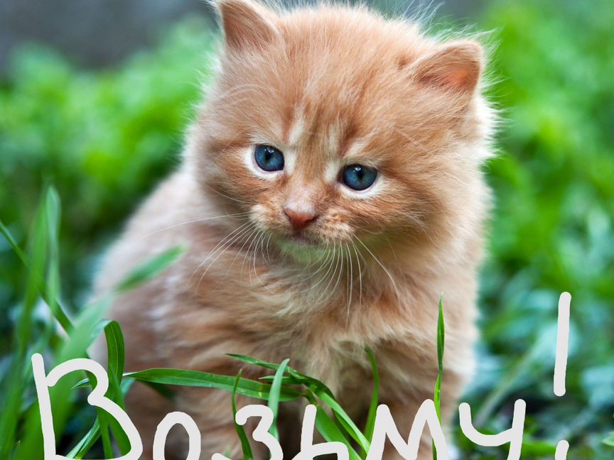 Котенка рыжего