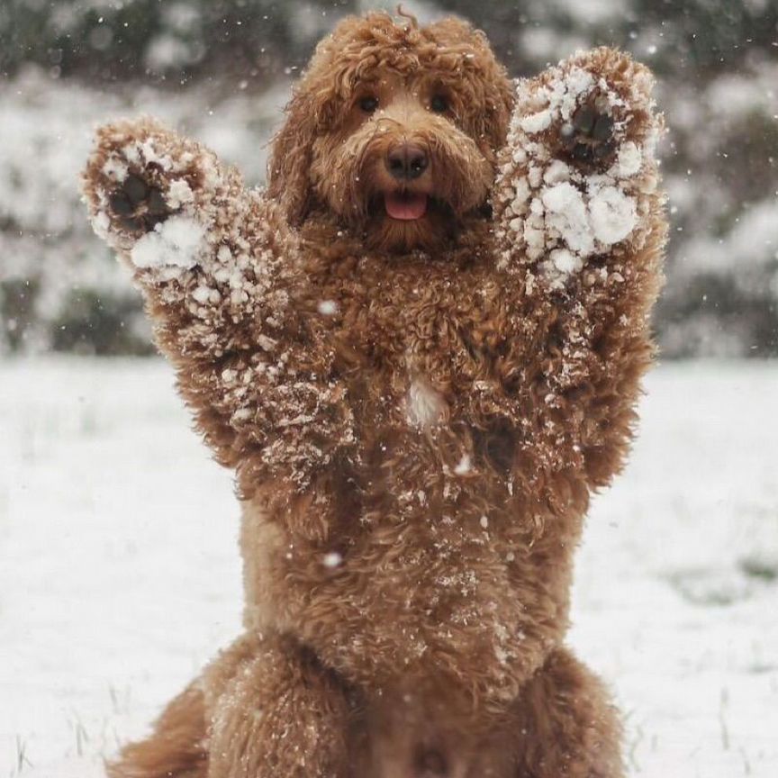 Китайский императорский большой пудель