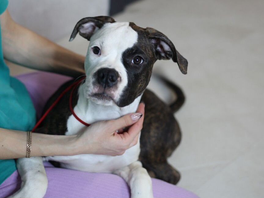 Стаффордширский терьер