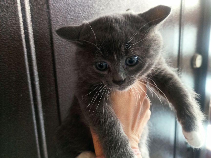 Пухленький серебристый котёнок