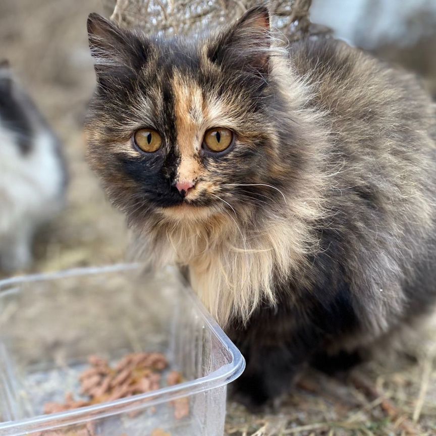 Котенок в добрые руки