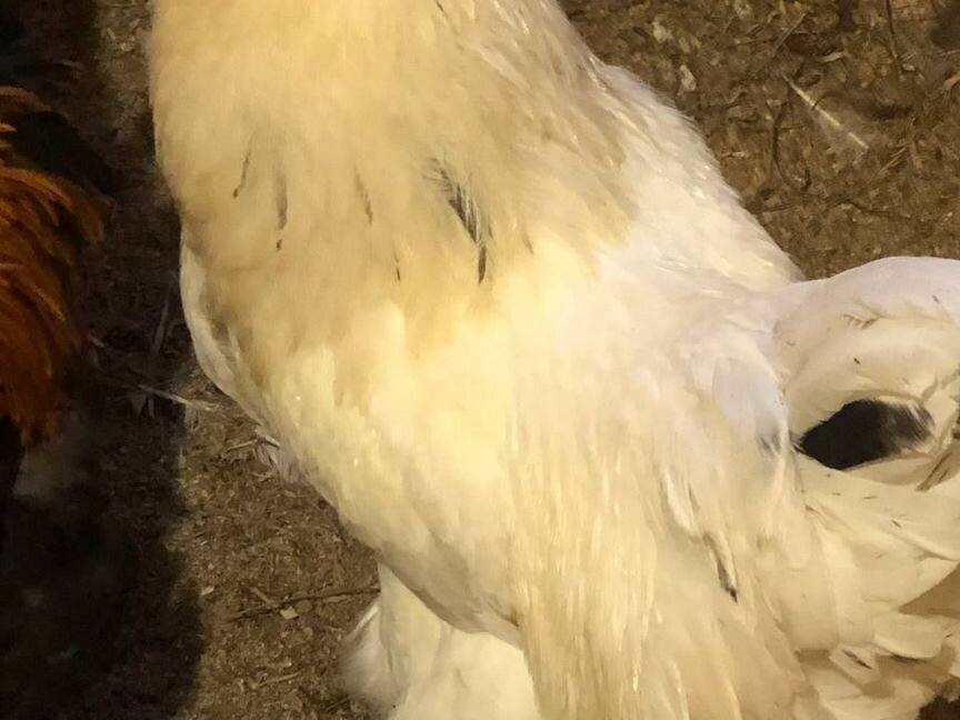 Петух брама