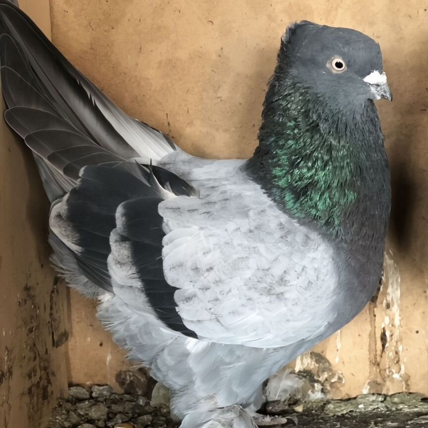 Андижанские голуби