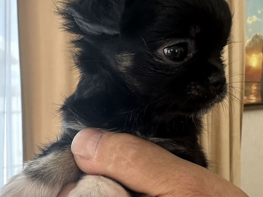 Щенки чихуахуа