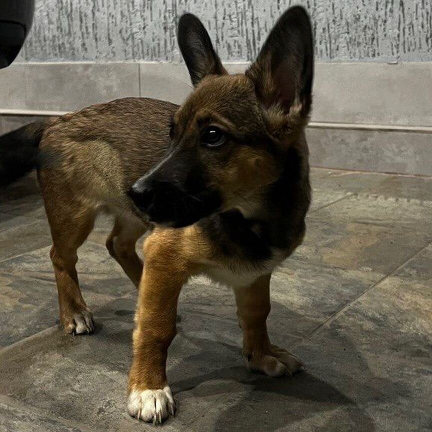 Щенок в добрые руки