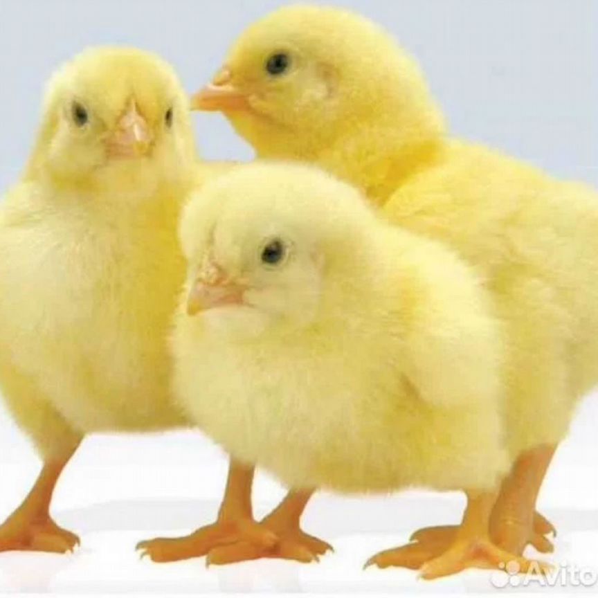 Цыплята бройлеры суточные кобб 500