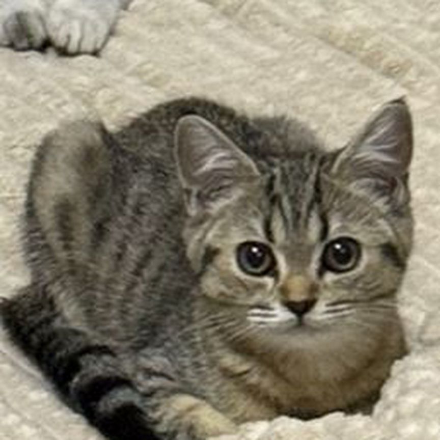 Кошка в добрые руки