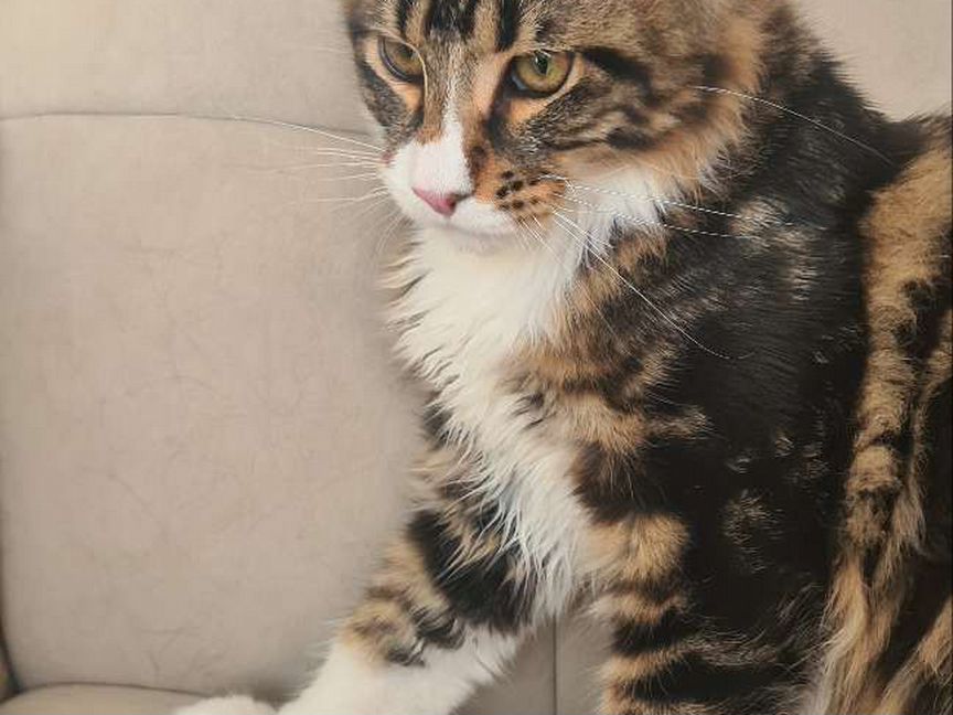 Котята Мейн-кун. WCF. Продаю