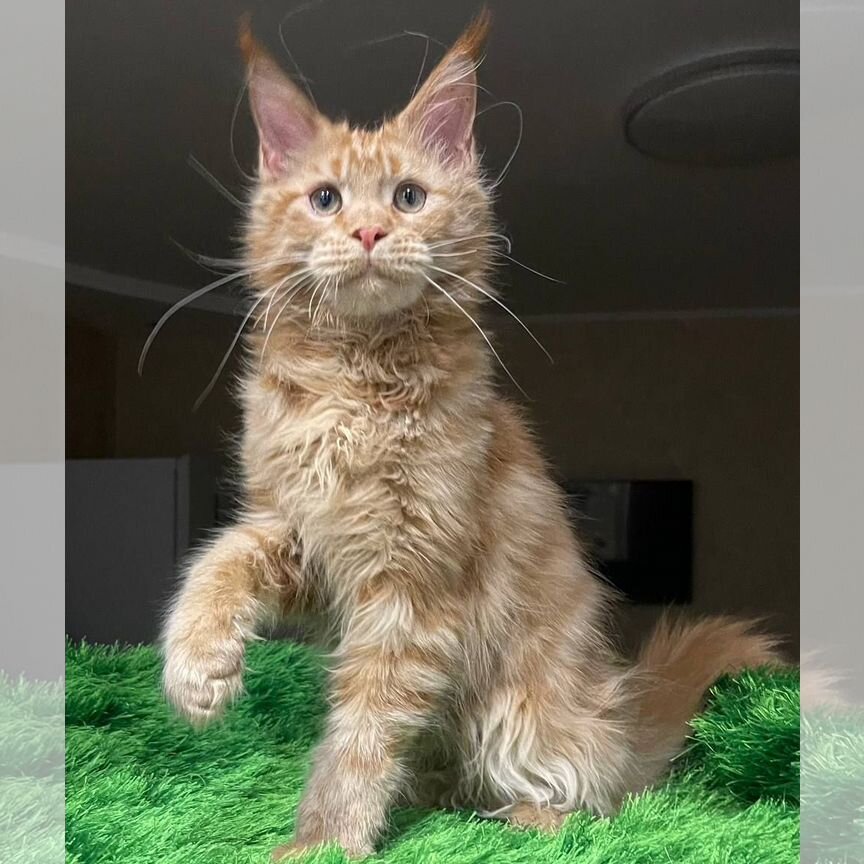Мейн-кун котёнок
