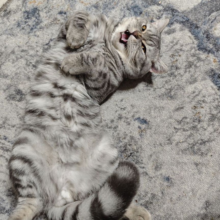Шотландский кот для вязки