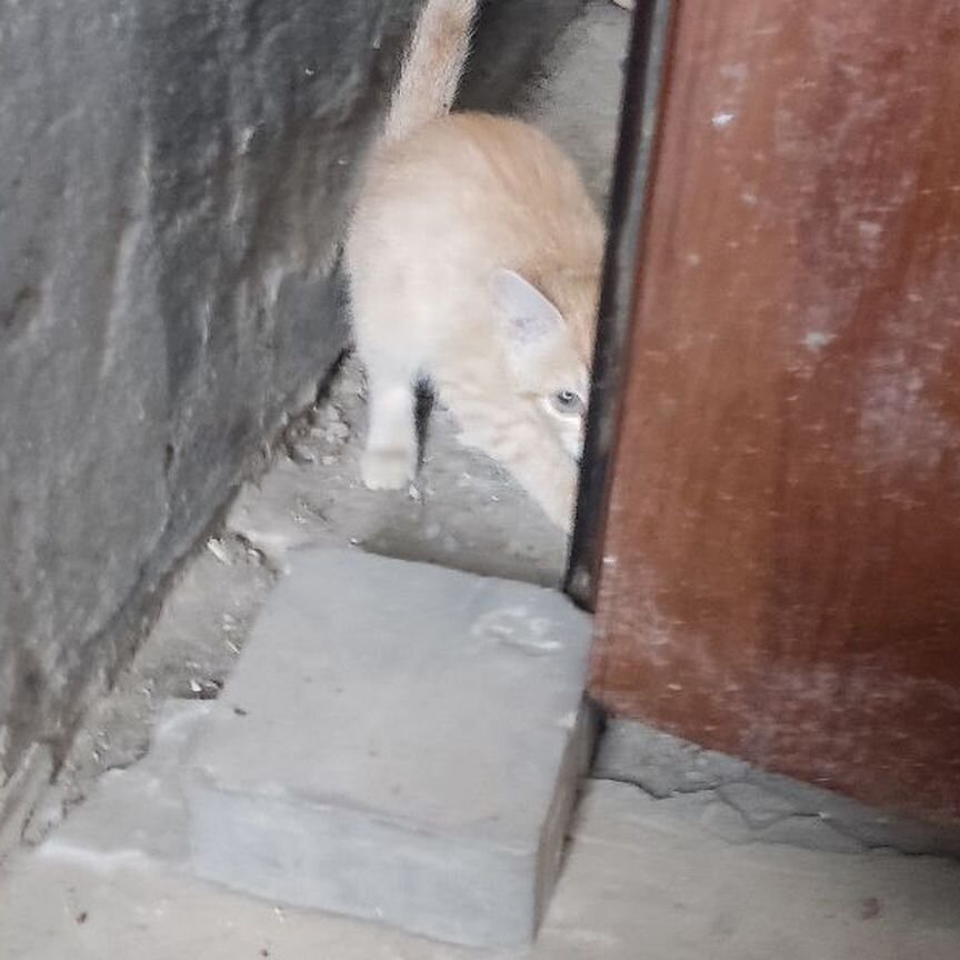 Пристраивается котенок