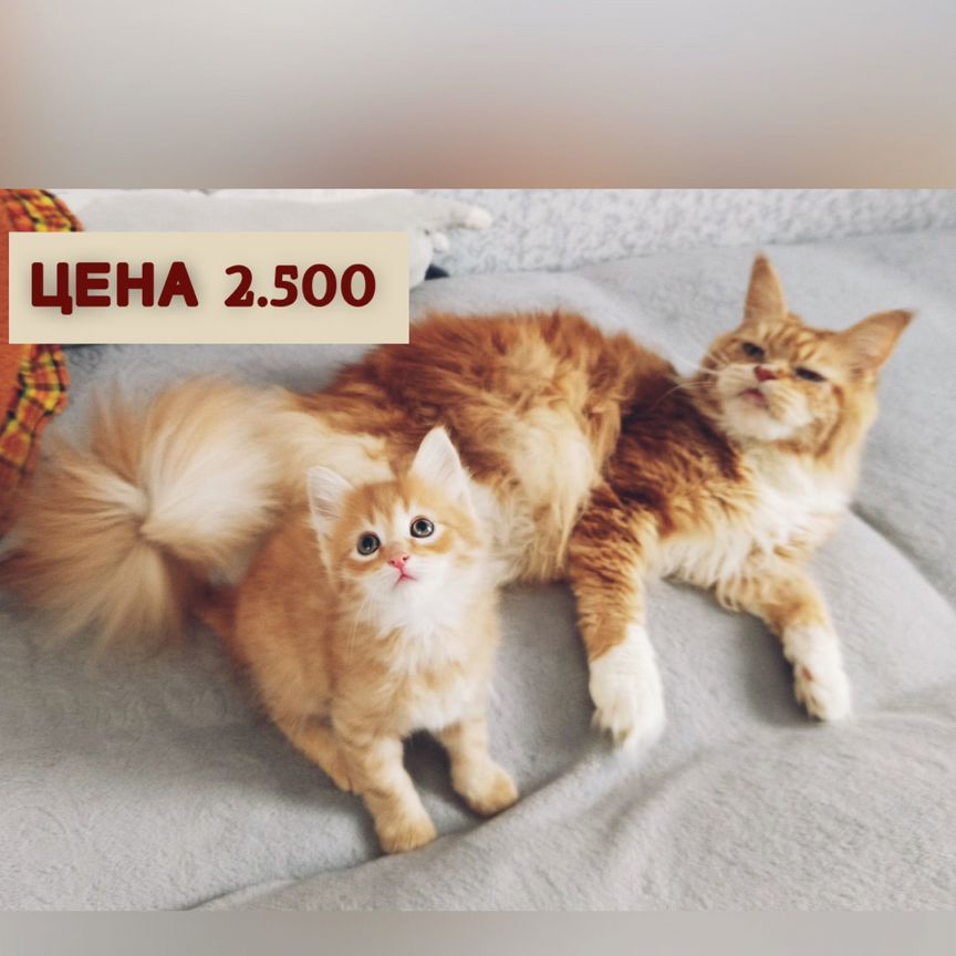 Мейн-кун котёнок