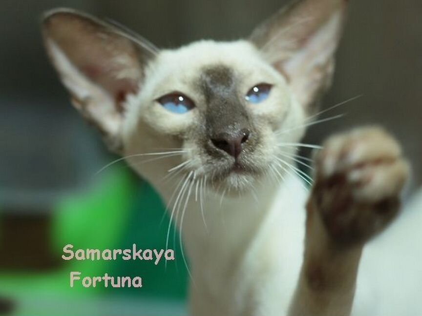 Голубоглазая красотка