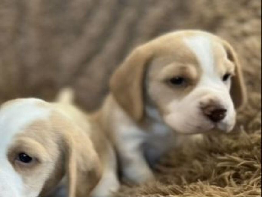 Бигль биоколор щенок