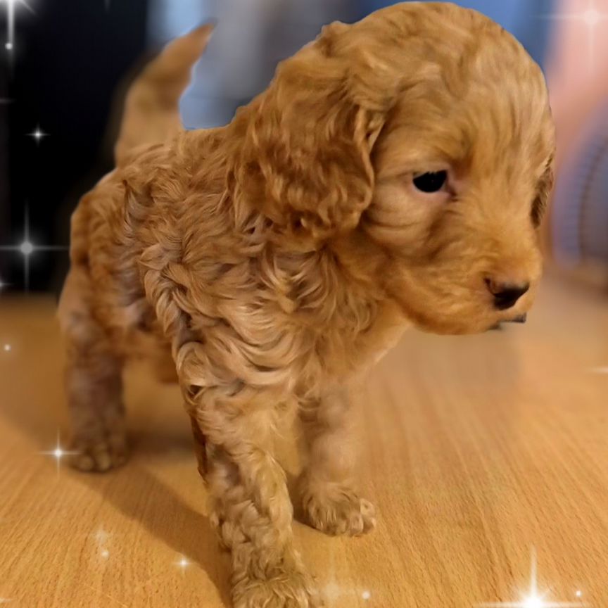 Той-пудель, щенок