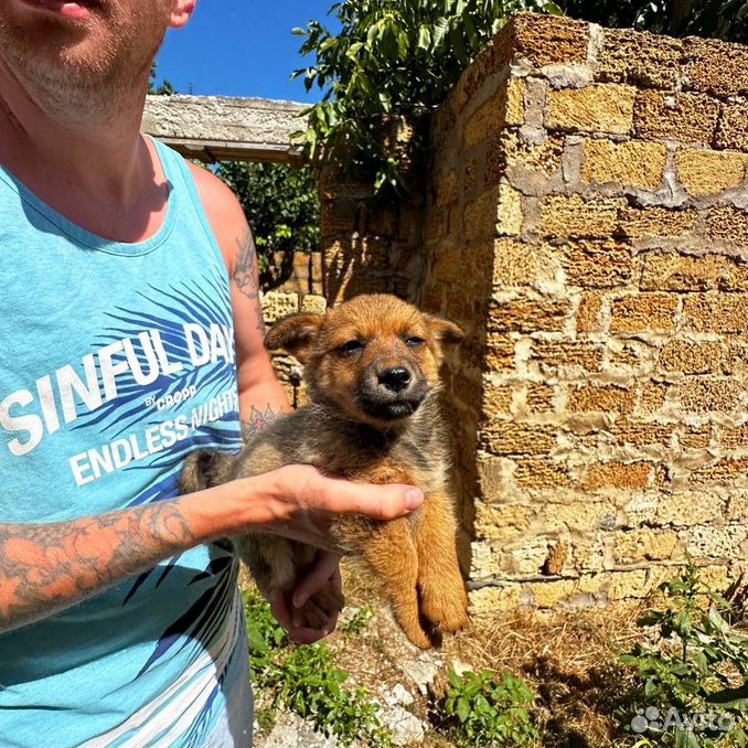 Собака и щенок ищут передержку или дом