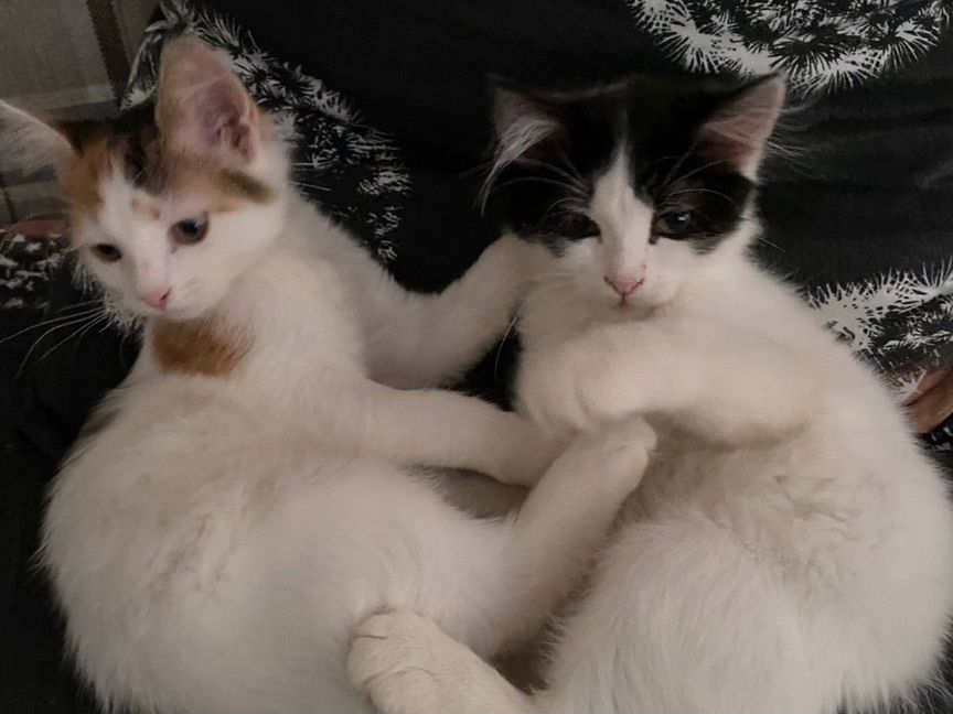 Котята девочка и мальчик