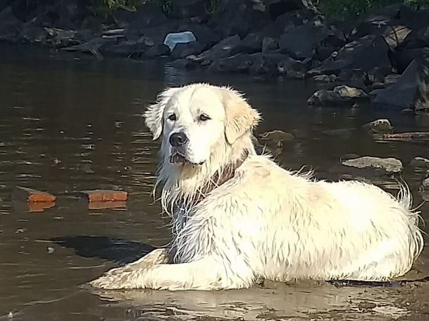 Золотистый ретривер вязка