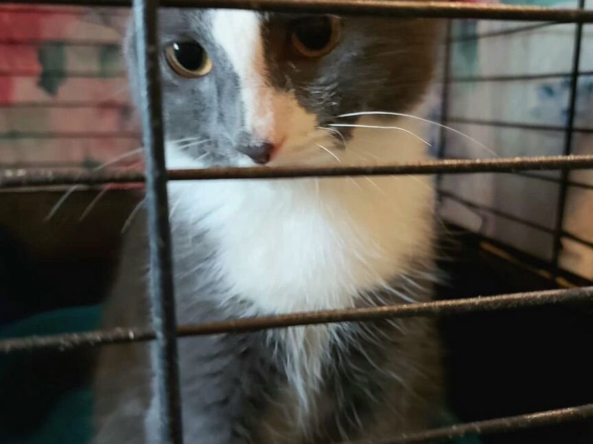 Котенок в добрые руки