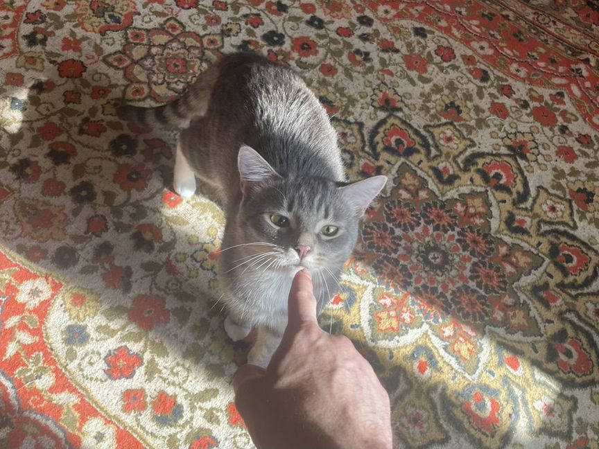 Отдам кота в добрые руки