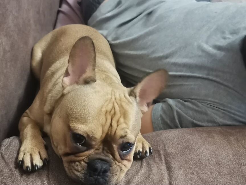 Французский бульдог