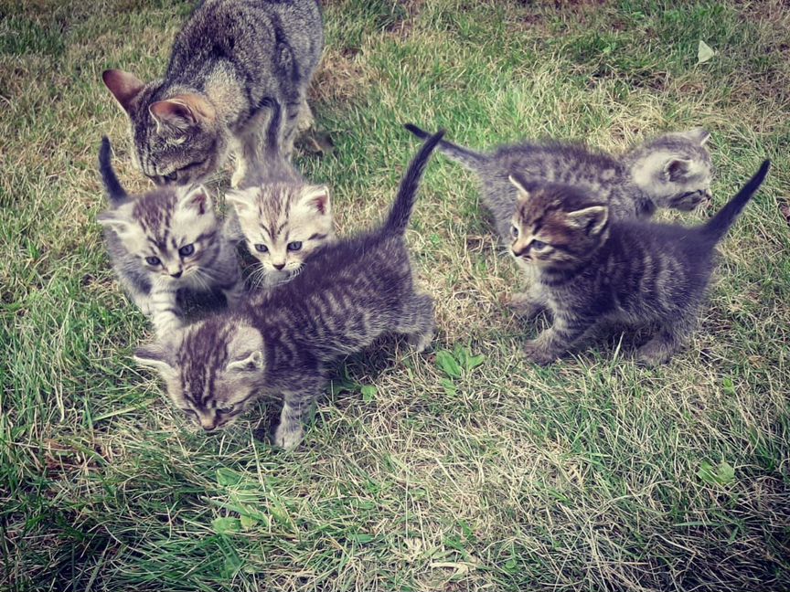 Котята в добрые руки
