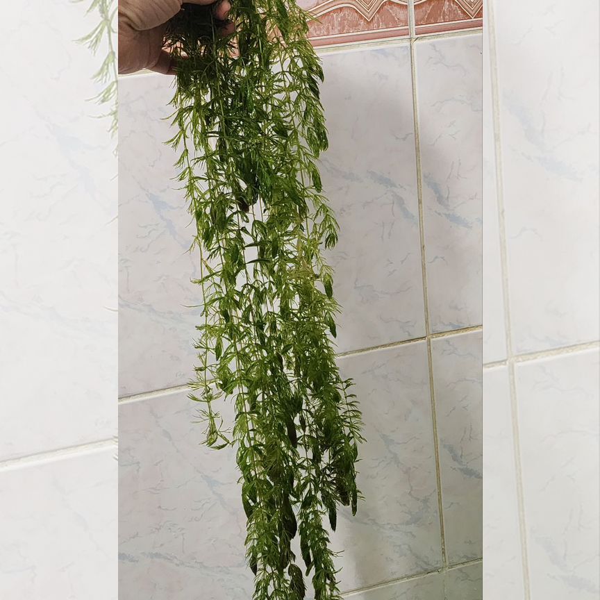 Водоросли для аквариума