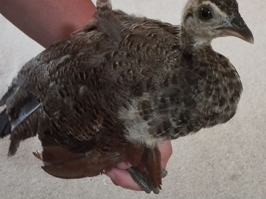 Павлинчик мальчик 2,5 мес