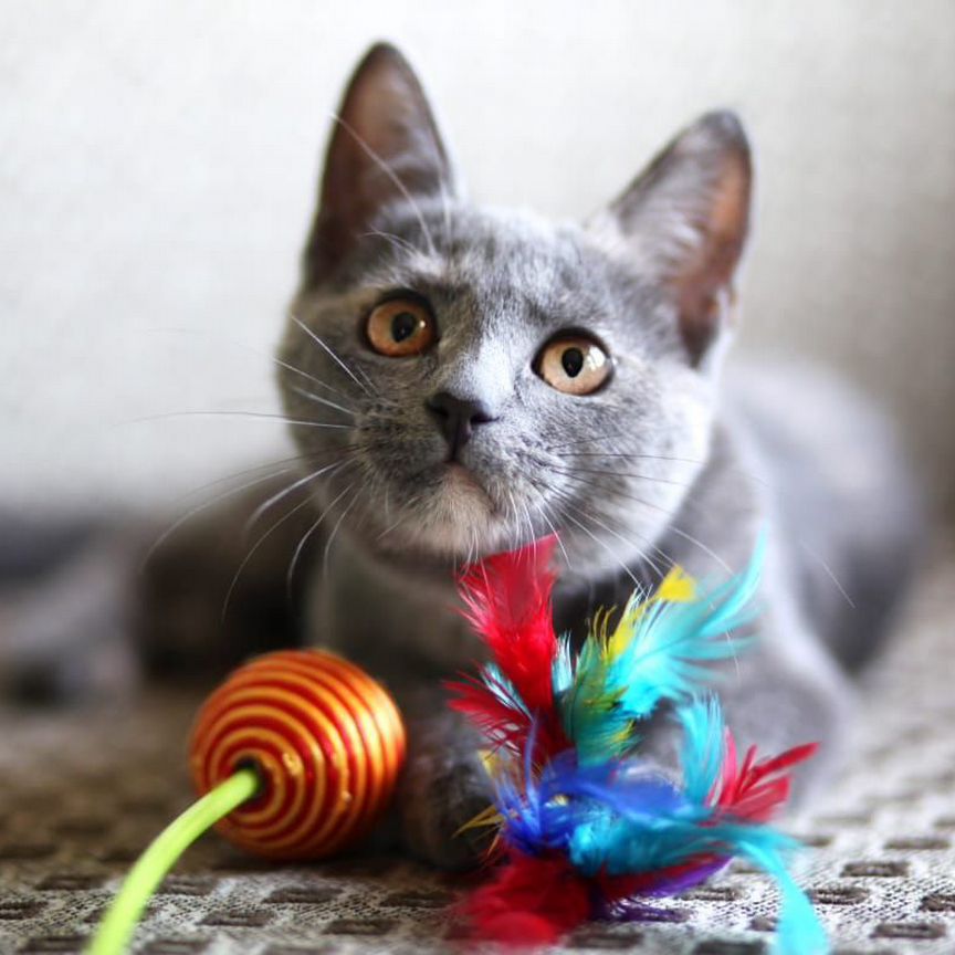 Котенок
